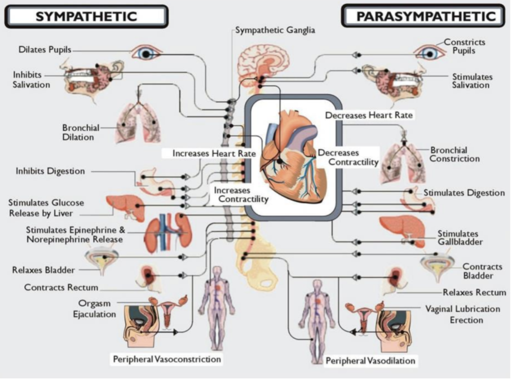 Dysautonomia and POTS - Learn how to manage your symptoms